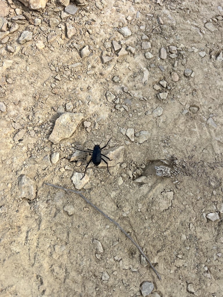 Pitted Beetle from Sector, Dubai, Dubai, AE on December 24, 2023 at 01: ...