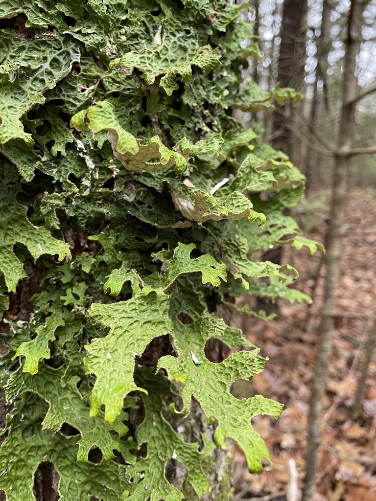 Tree Lungwort from Mill Pond Ln, South Thomaston, ME, US on December 26 ...