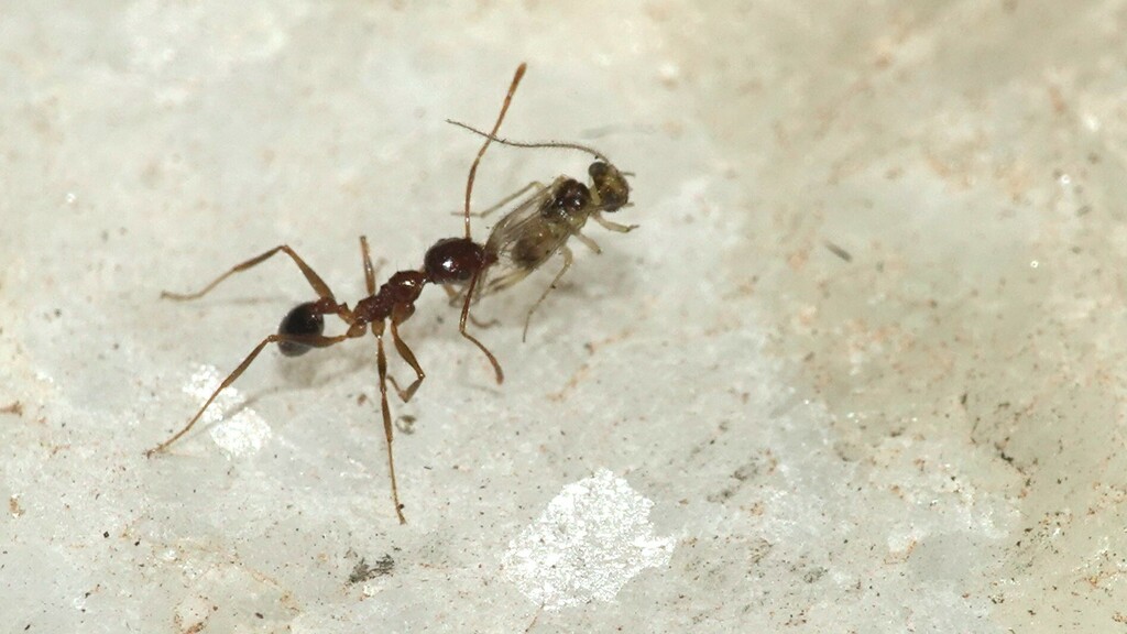 Psocomorpha from CM Varca on December 13, 2023 at 07:21 AM by Dinesh ...