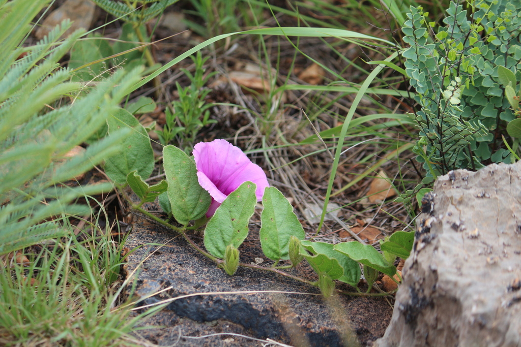 Ipomoea transvaalensis from Carletonville, 2499, South Africa on ...