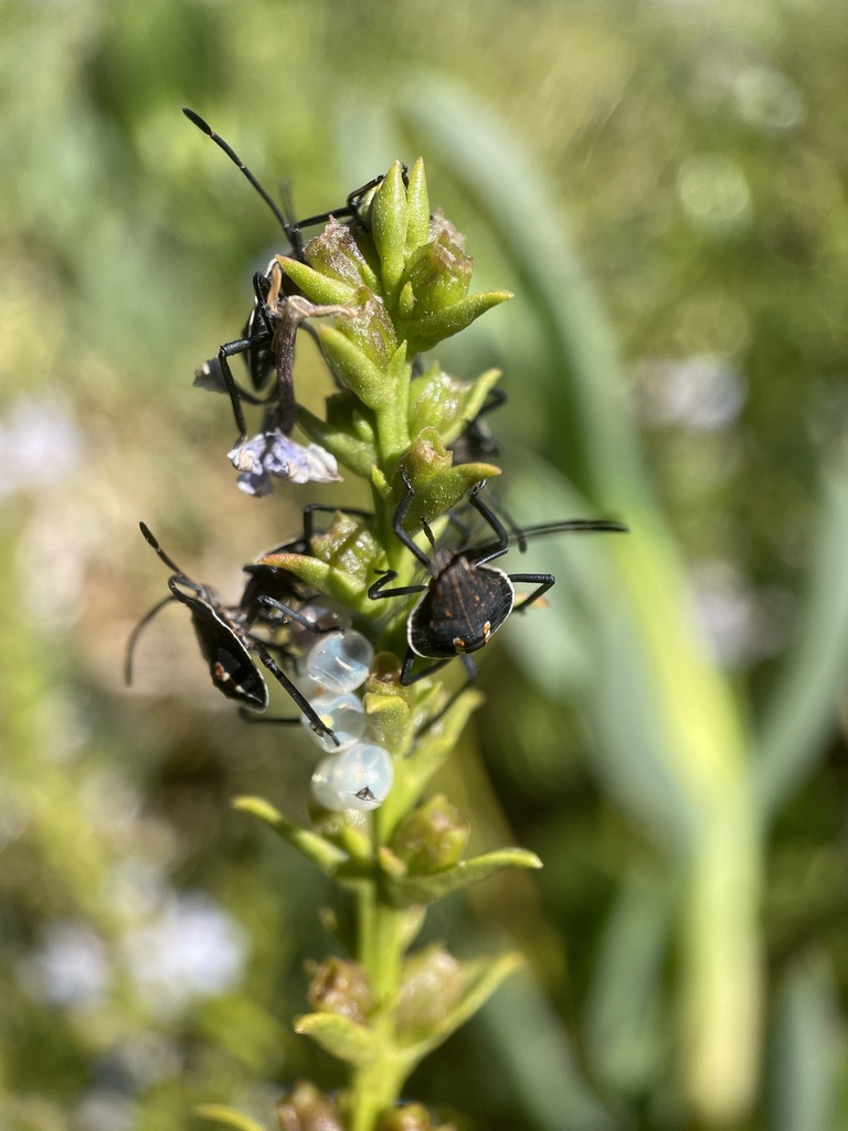 Winged and Once-winged Insects from Leeuwin-Naturaliste National Park ...