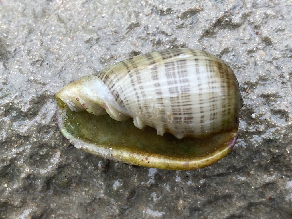Cryptospira strigata from Ko Yao Noi, Ko Yao, Phang Nga, TH on December ...