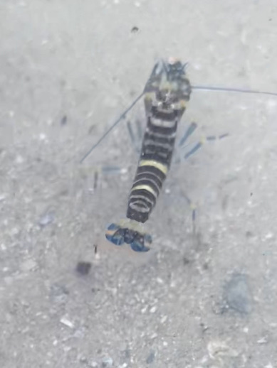 Snapping Shrimps from Phang Nga Bay, TH on December 25, 2023 at 01:29 ...