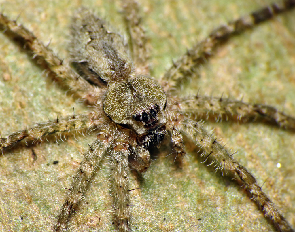 White-banded Fishing Spider (Braddock's Trail Park, NHT) · iNaturalist