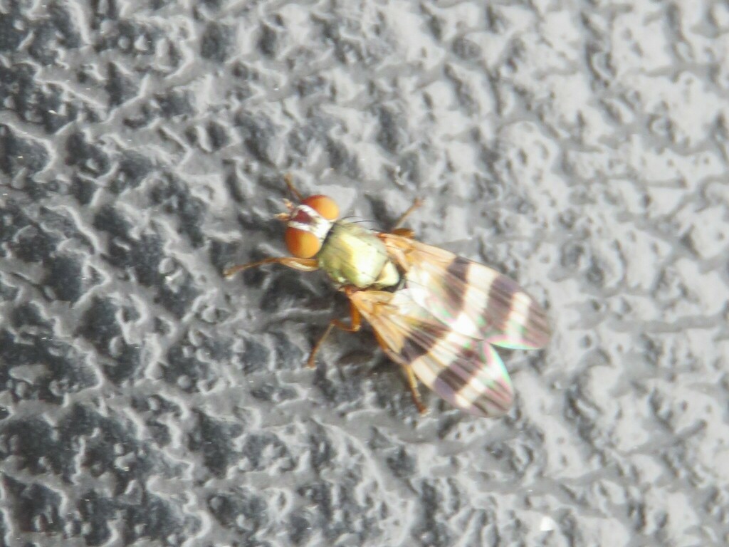 Banded-wing Flies from Bañados de Carrasco, 12100 Montevideo, Uruguay ...