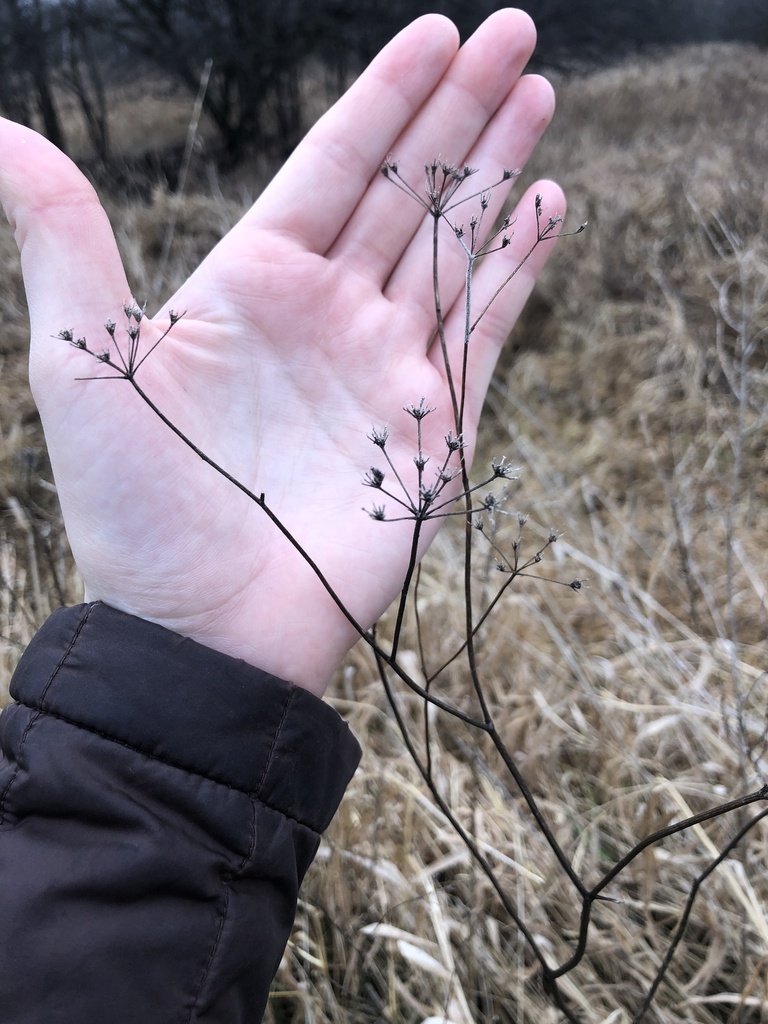 stiff cowbane from Harrison Meadows Park, East Lansing, MI, US on ...