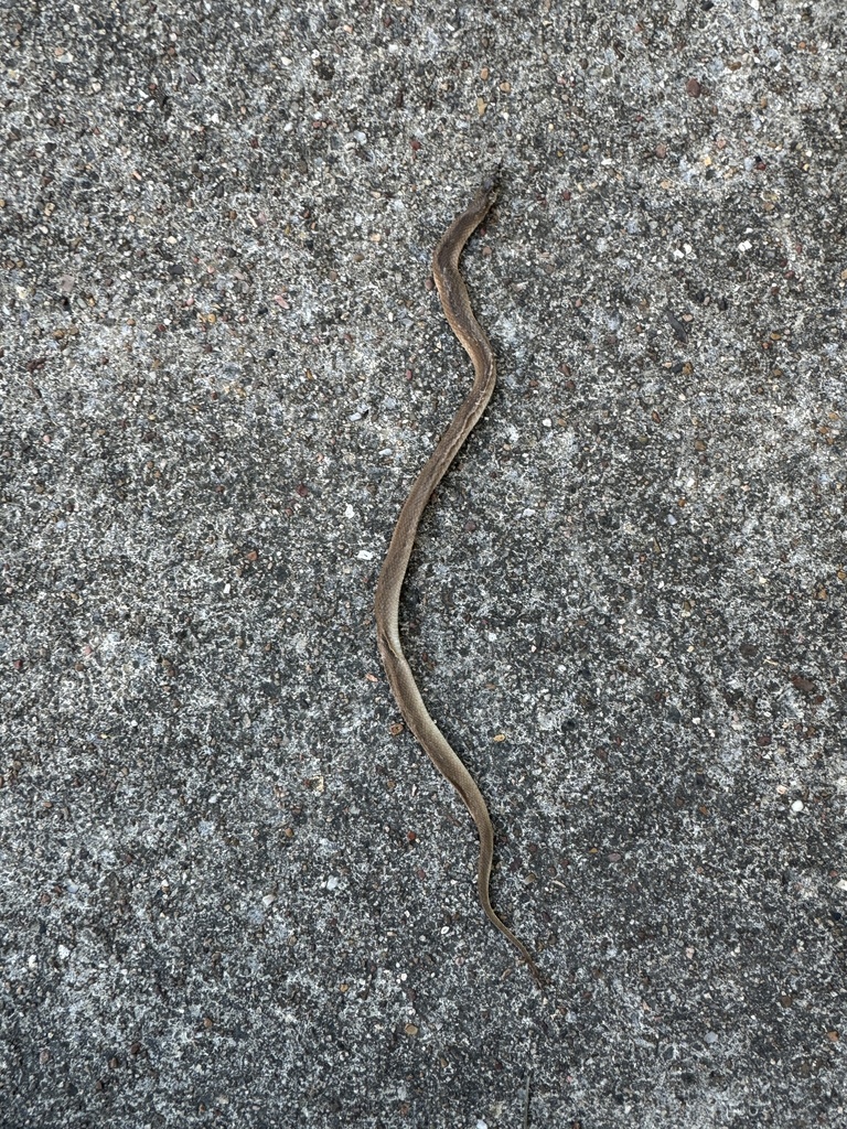 Rough Earthsnake from Fairmount Ave, Fort Worth, TX, US on December 27 ...
