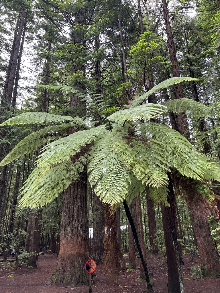 slender tree fern from Whakarewarewa, Rotorua, New Zealand on December ...