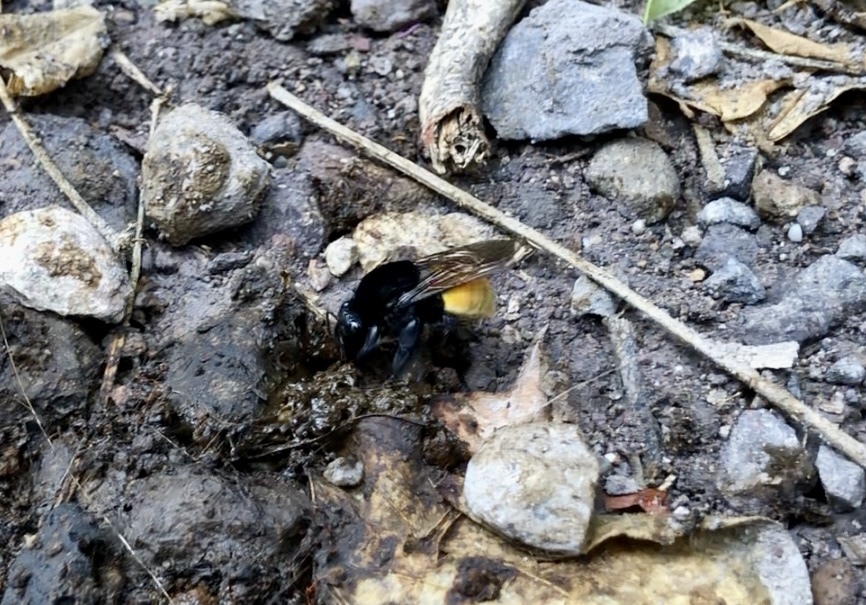 Eulaema polychroma from Amapas, 48380 Puerto Vallarta, Jal., México on ...