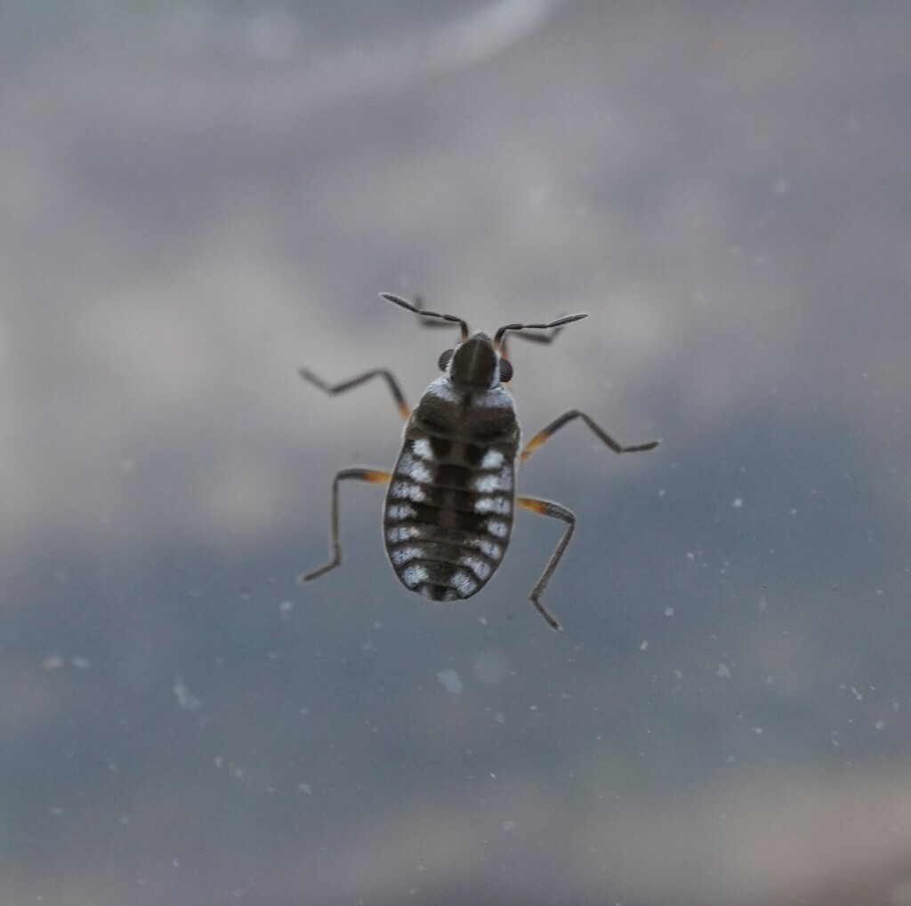 Microvelia buenoi from Halle (Saale)-Stadtbezirk West, Deutschland on ...