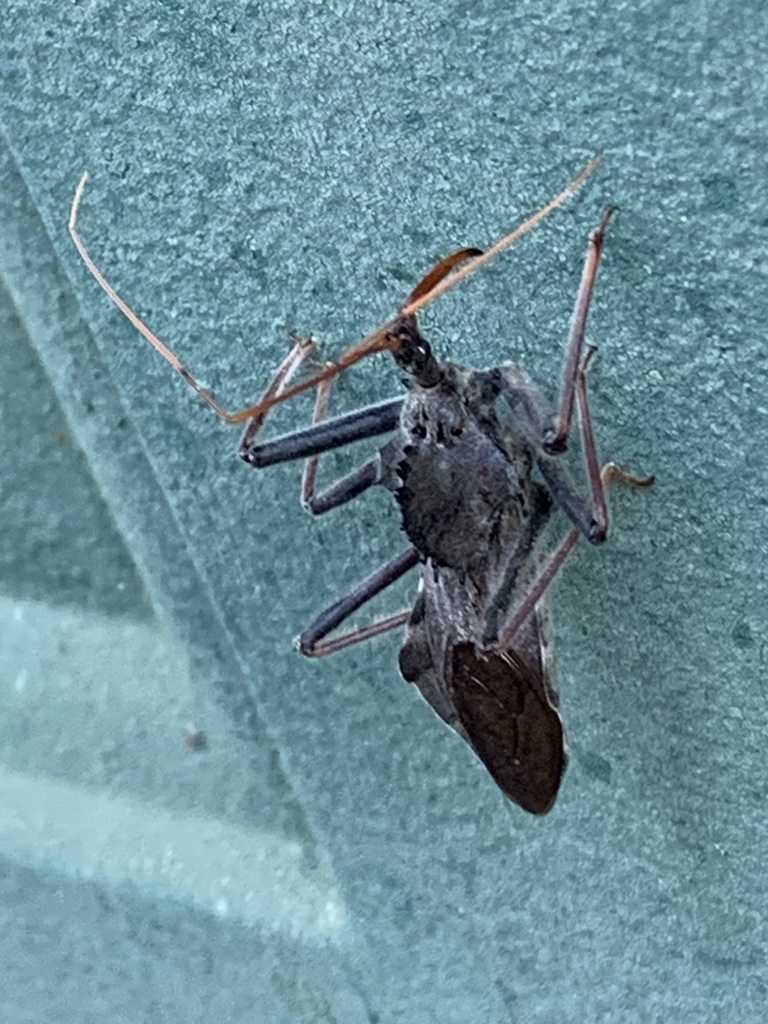North American Wheel Bug from camp mohawk, Alvin, TX, US on December 27 ...