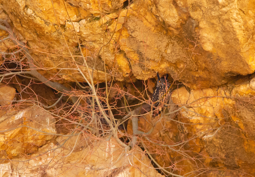 Photo 342905302, (c) Daniel Kling/Laurenz Bergande, some rights ...