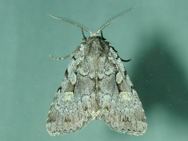 Northern Variable Dart from Hubbard Pines, Litchfield, CT, USA on July ...