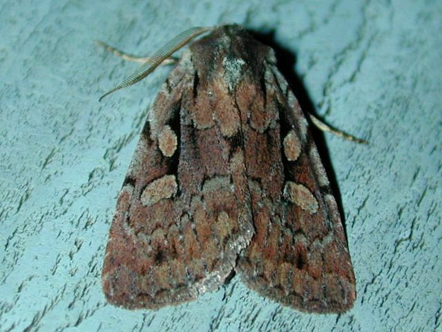 Northern Variable Dart from Hubbard Pines, Litchfield, CT, USA on July ...