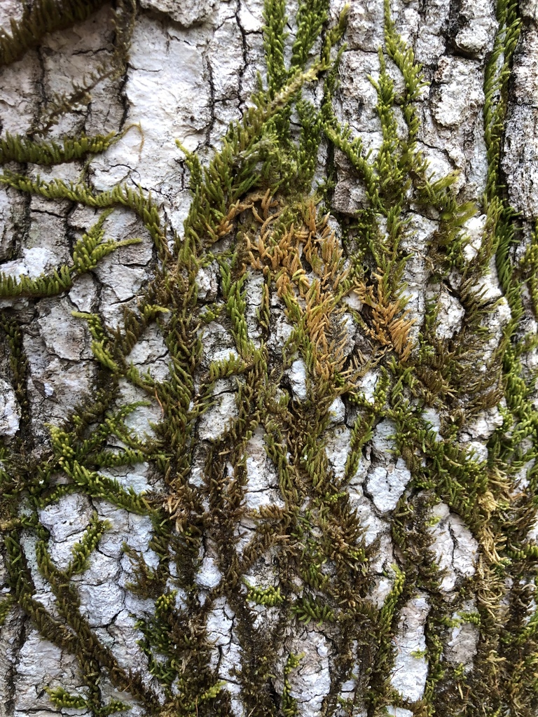 Common Thelia (Thelia hirtella) - Botanical Realm