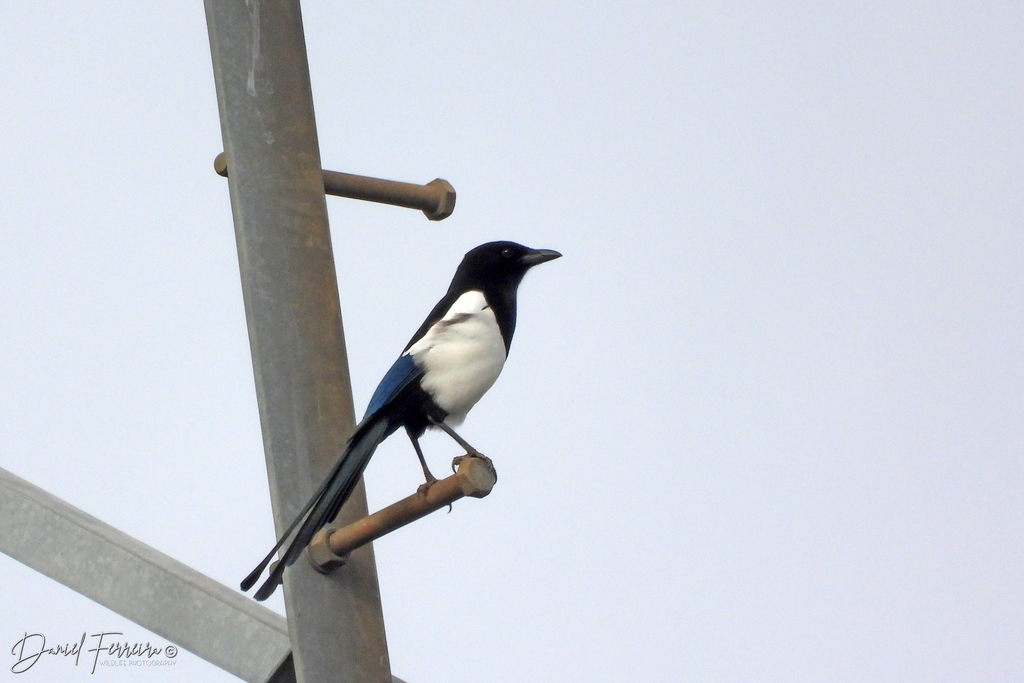 Eurasian Magpie from Guimarães, Portugal on December 27, 2023 at 04:08 ...
