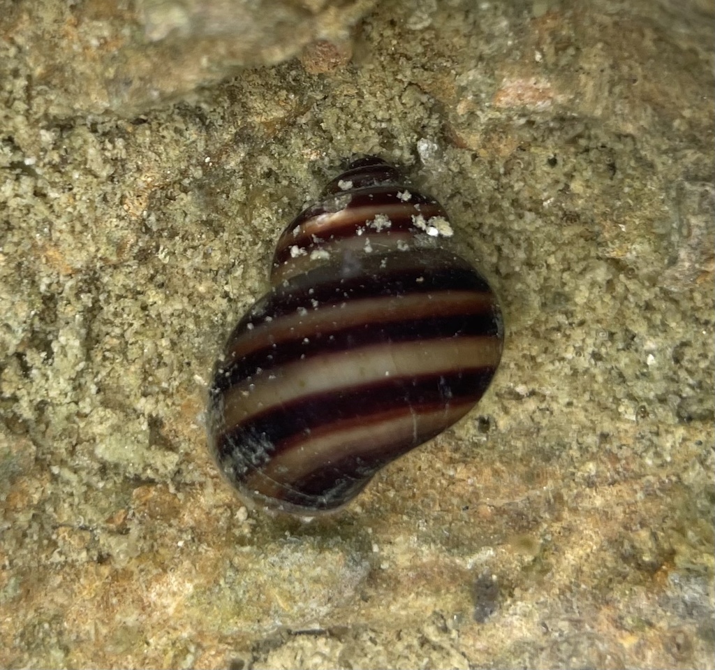 Banded Mystery Snail from Cabbage Island, Okeechobee, FL, US on ...