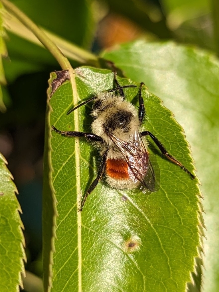 Hunt's Bumble Bee from Calgary, AB T3S 0A4, Canada on September 2, 2023 ...