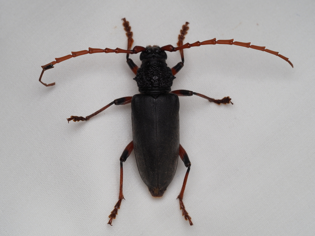 Neoplocaederus ruficornis from Borneo Kiim Resort, Tambunan, Sabah ...