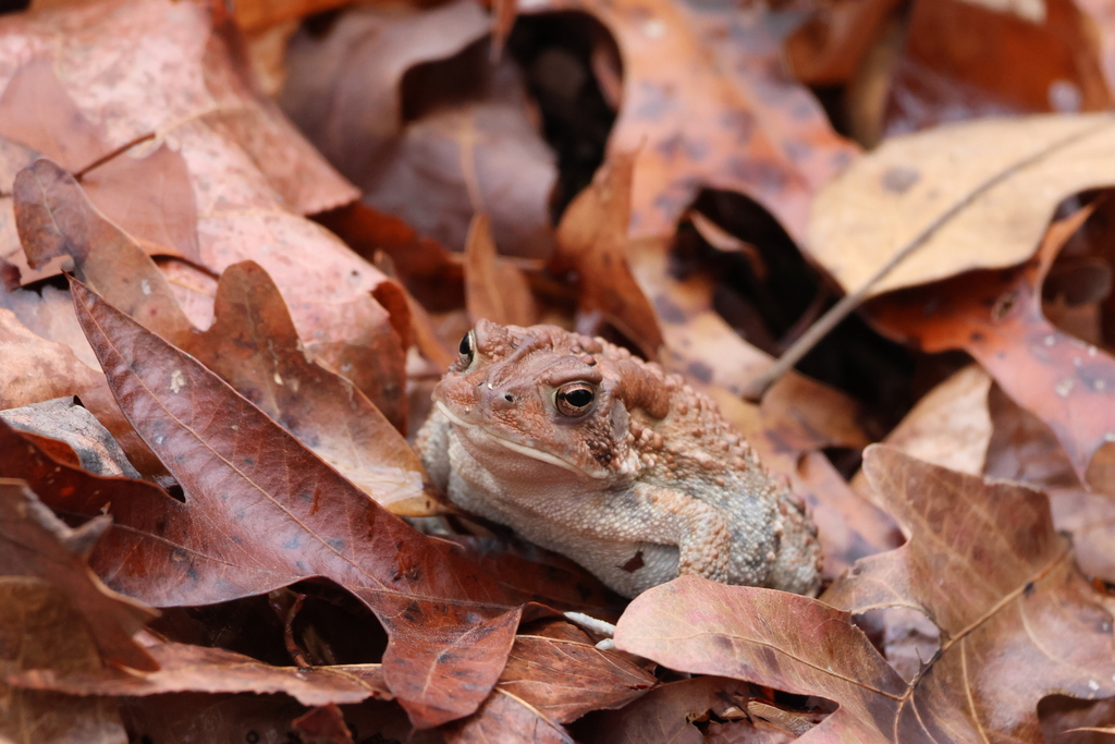 American Toad from Orange County, NC, USA on December 3, 2023 at 11:01 ...