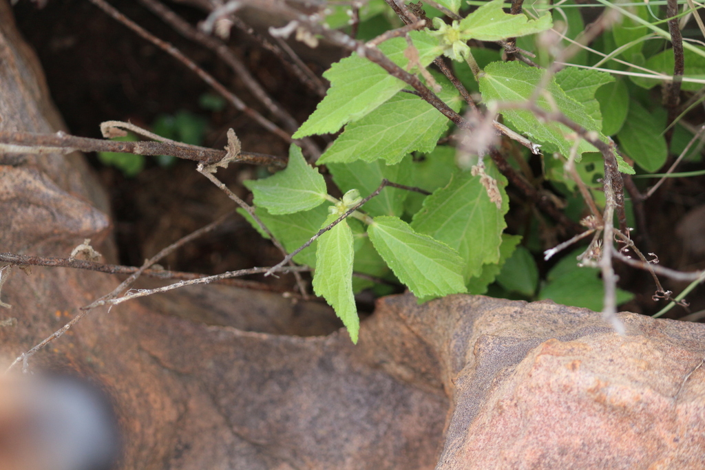 Hairy Bur from Carletonville, 2499, South Africa on December 27, 2023 ...
