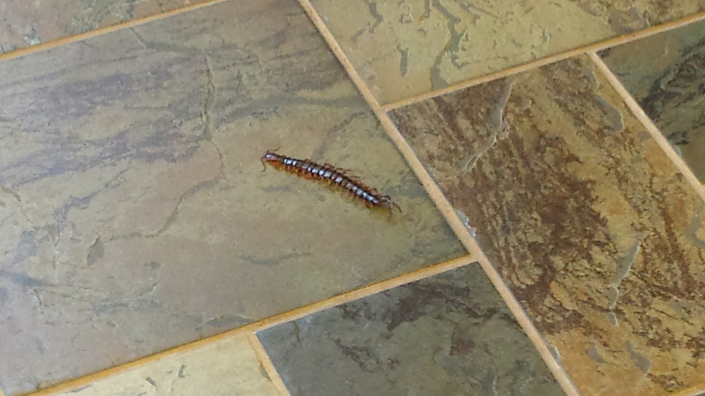 Pacific Giant Centipede from Lihue, HI 96766, USA on March 27, 2015 at ...