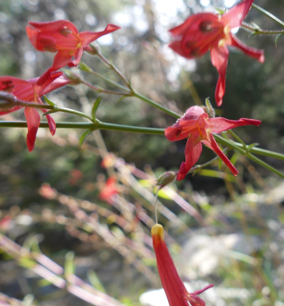 Bridges' penstemon from White Pine, Nevada, United States on October 25 ...