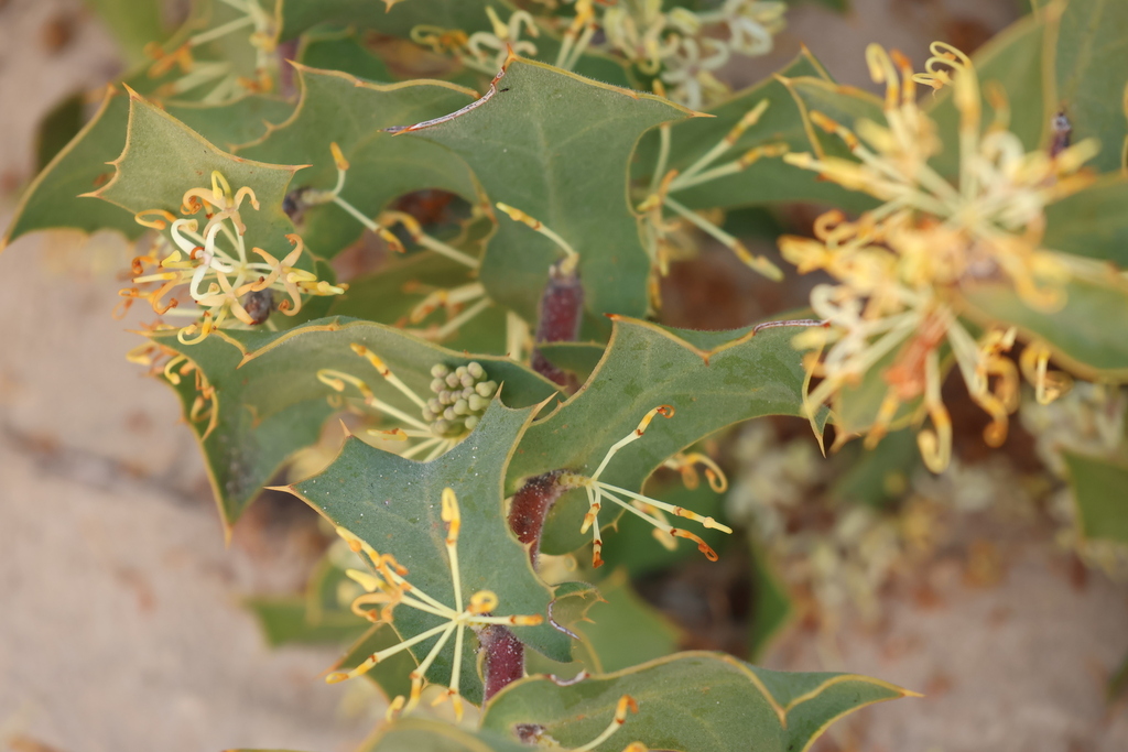 Harsh Hakea from Cheynes WA 6328, Australia on September 7, 2023 at 01: ...