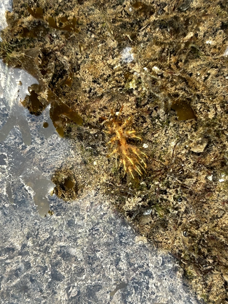 Eubranchus from Arabian Sea, Mumbai, MH, IN on December 27, 2023 at 05: ...