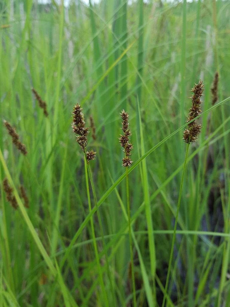 lesser tussock sedge from Lennoxville, Sherbrooke, QC, Canada on June ...