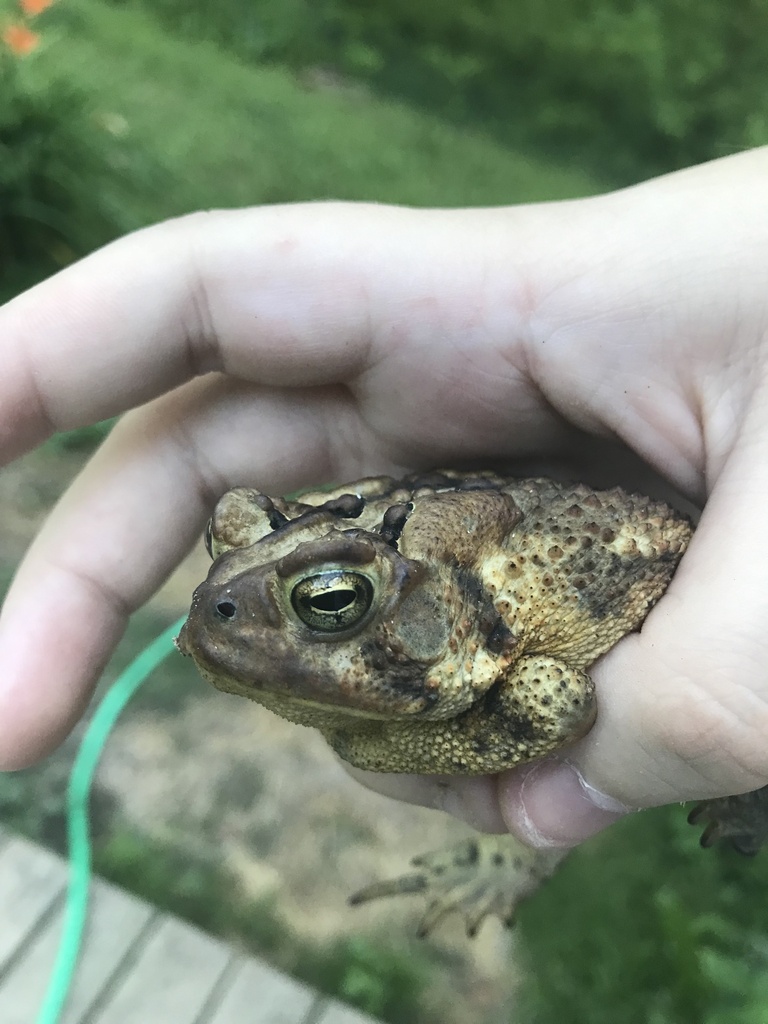 American Toad in July 2022 by graecefrog. Very large toad, missing both ...