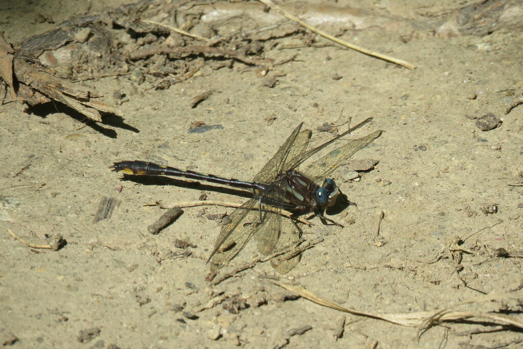 Dusky Clubtail from Milton Town Forest, 599 Westford-Milton Rd ...