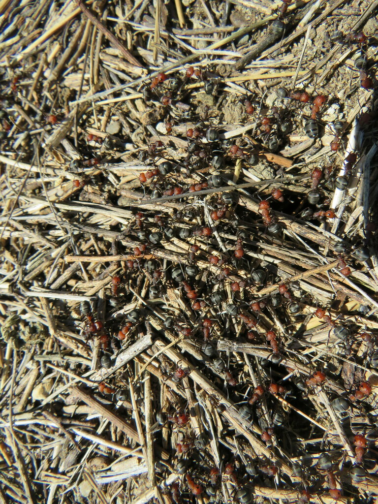 Western Thatching Ant from Maple Creek No. 111, SK S0N, Canada on June ...