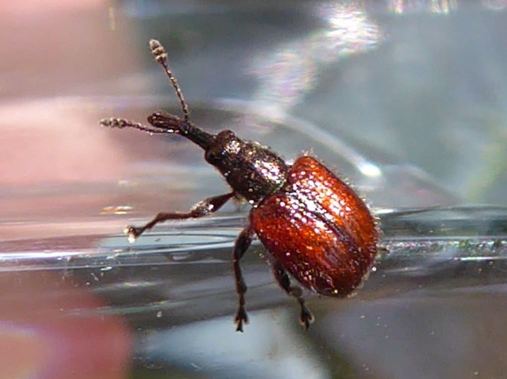 Apple Fruit Weevil from Waldeck, Deutschland on June 1, 2023 at 04:06 ...