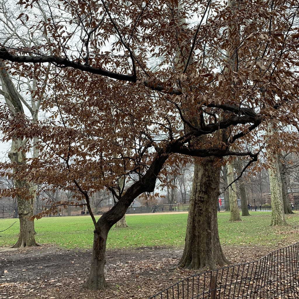 beech family from Central Park, New York, NY, US on December 27, 2023 ...