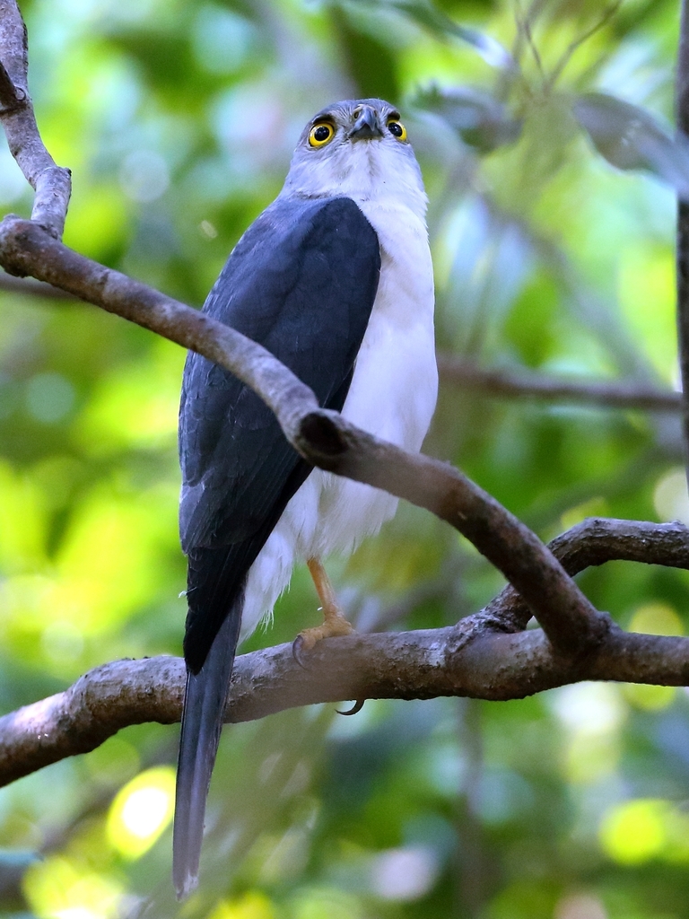 Frances's Sparrowhawk from Marovoay, Madagascar on November 17, 2023 at ...