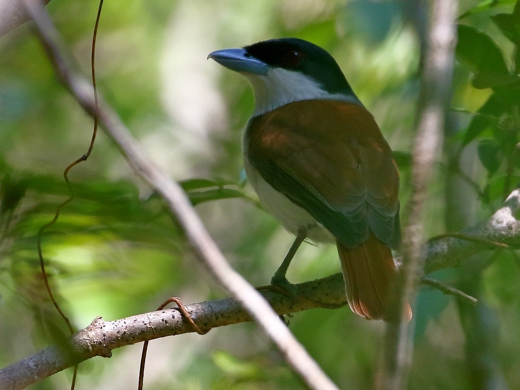 Rufous Vanga from Marovoay, Madagascar on November 17, 2023 at 07:04 AM ...