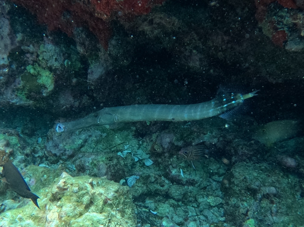 Pacific Trumpetfish from Tanzania on December 26, 2023 at 09:30 AM by ...