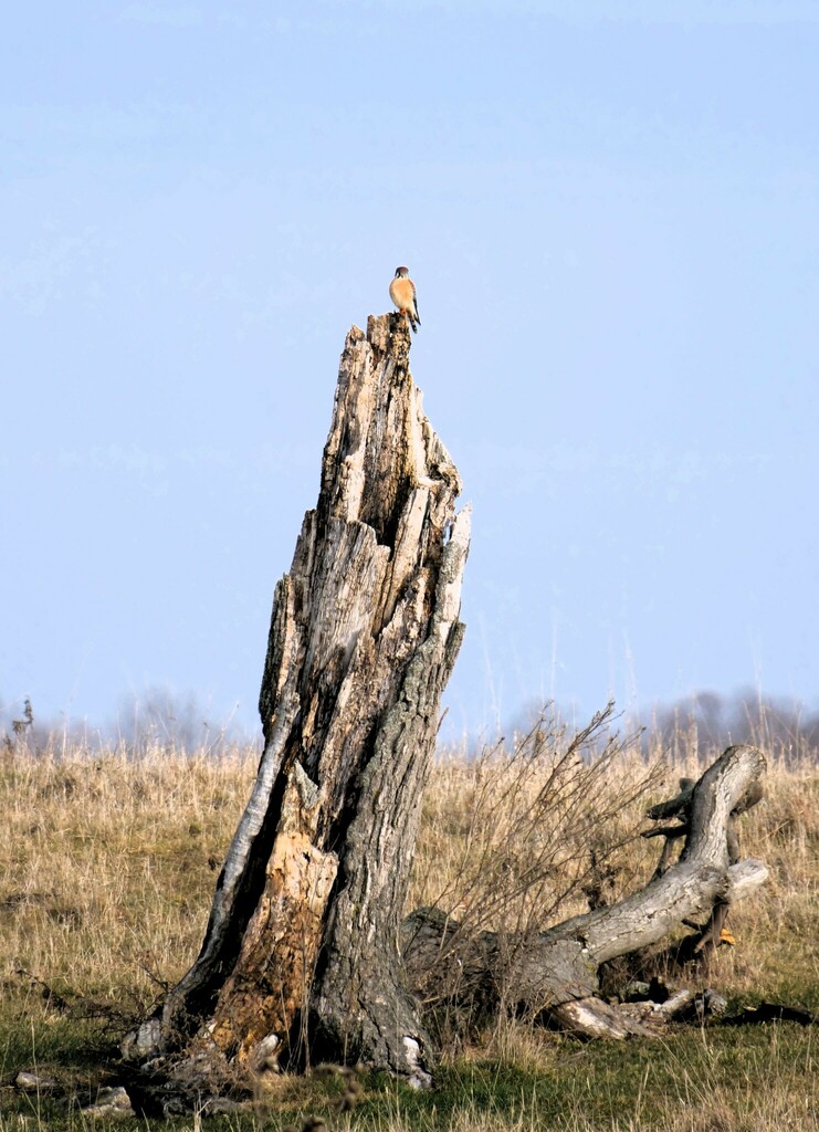 Northern American Kestrel from Frontenac County, ON, Canada on December ...