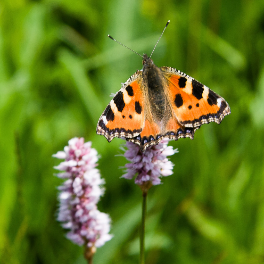 Small Tortoiseshell from Borová Lada, Česko on July 4, 2006 at 11:46 AM ...