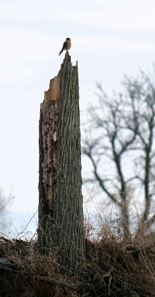 Northern American Kestrel from Frontenac County, ON, Canada on December ...