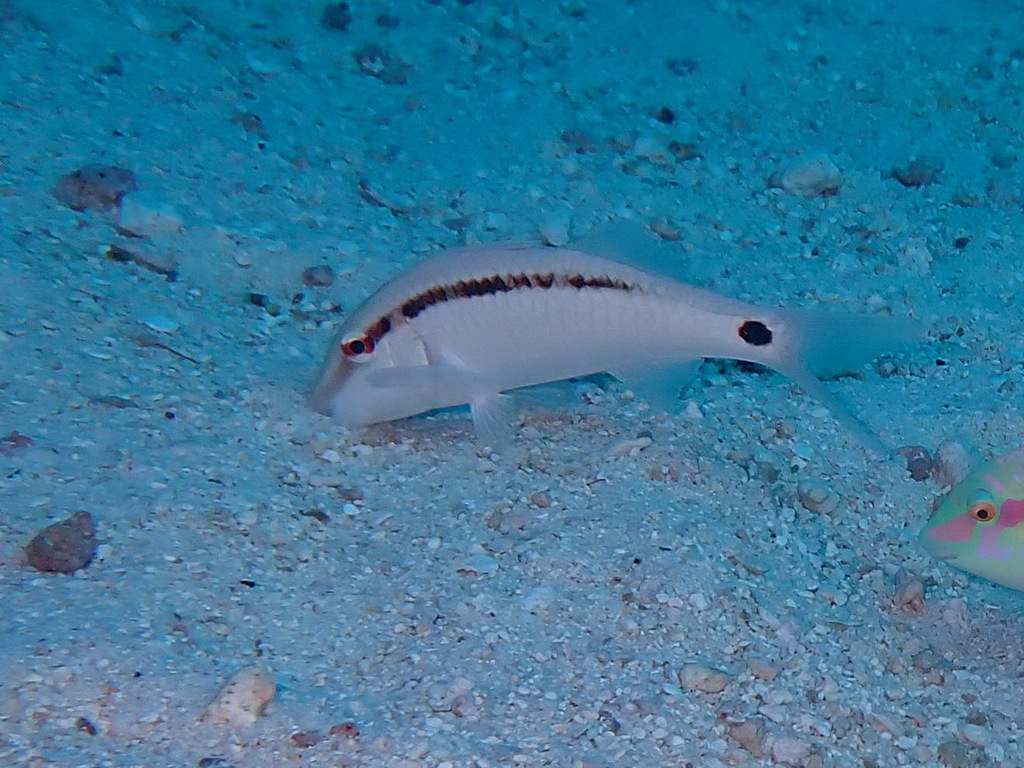 Dot-and-dash Goatfish from Fish head, Hangnaameedhoo, Ari, Maldives on ...