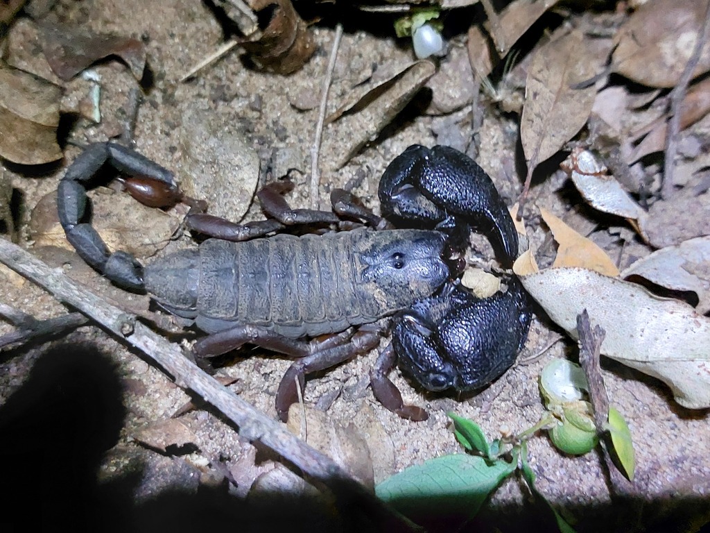 Jones's Scorpion from Tembe EP, Reserach Acc., uMkhanyakude District ...