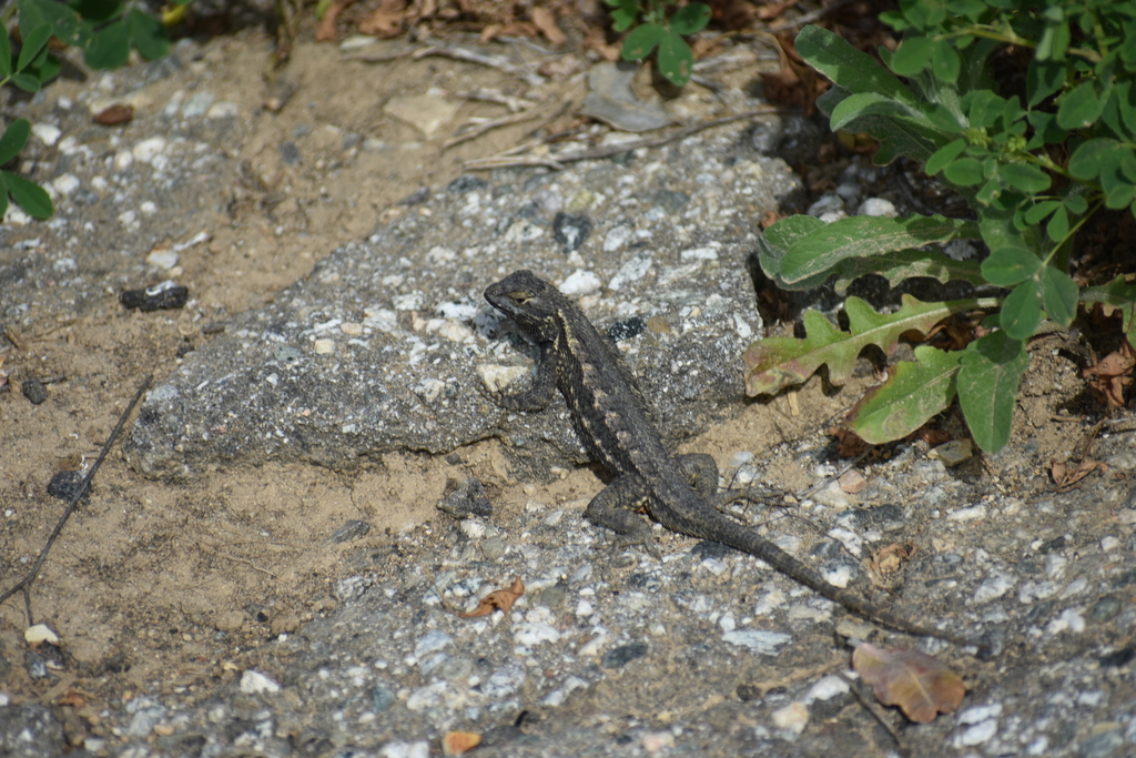 Spiny Lizards (Sceloporus) - Snakes and Lizards