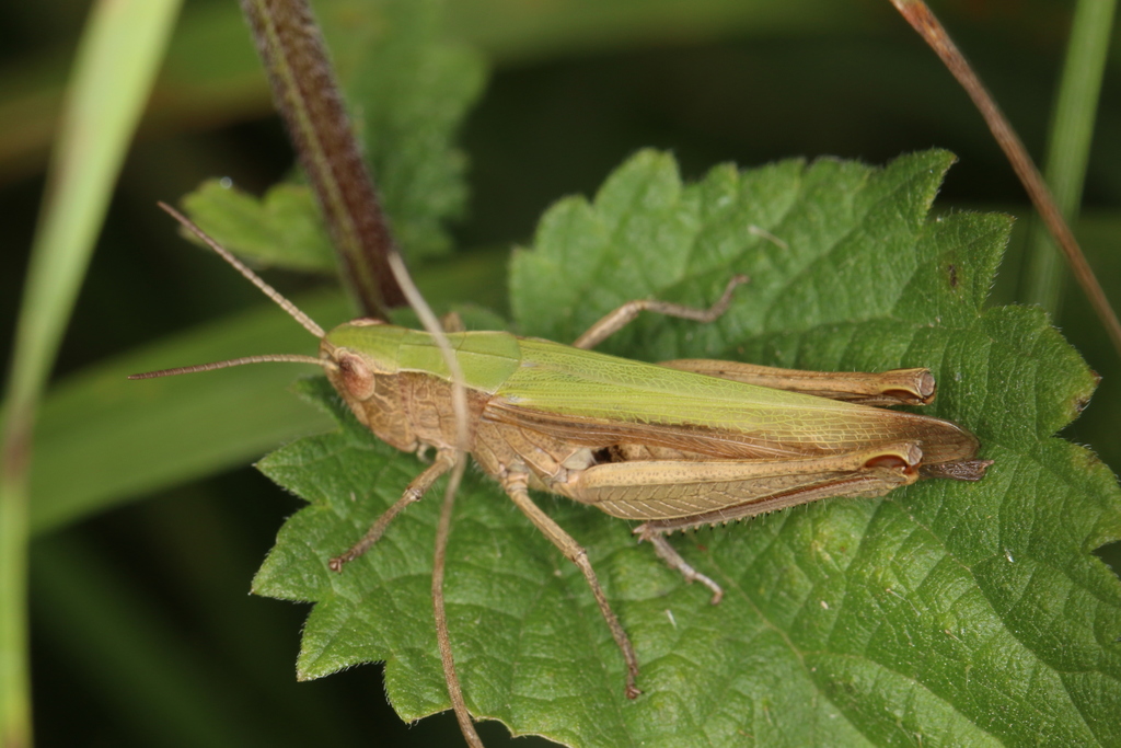 Steppe Grasshopper (Heuschrecken (Orthoptera: Saltatoria) in Bayern ...