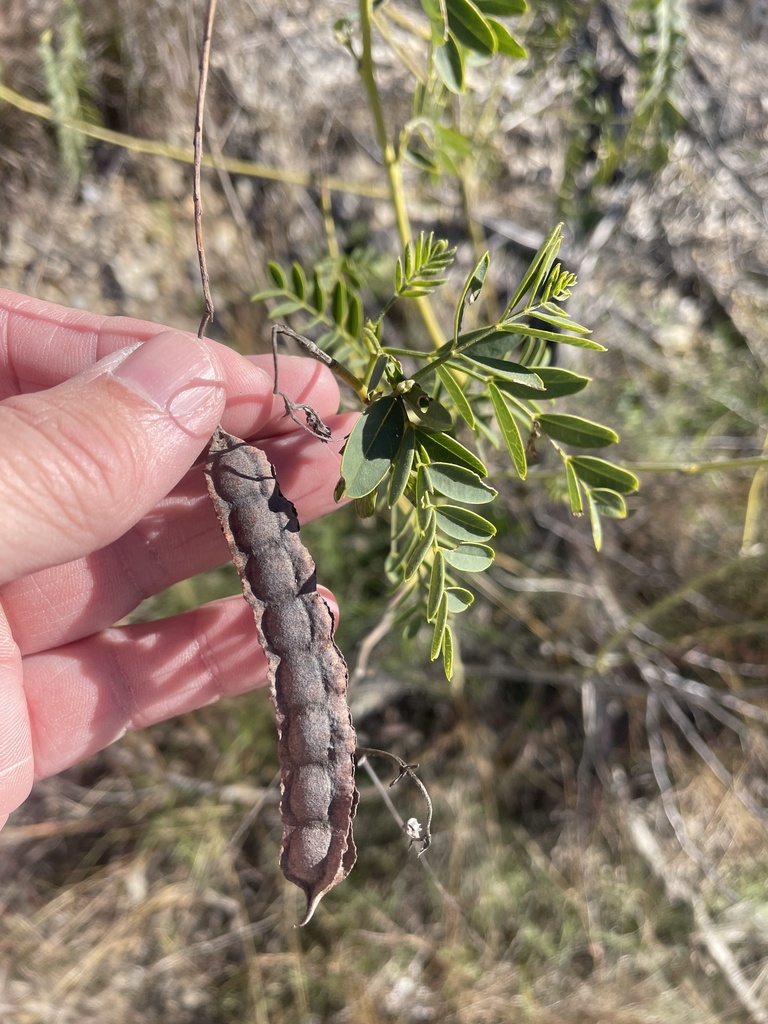 Rattlebush from Nacogdoches Rd, San Antonio, TX, US on December 27 ...