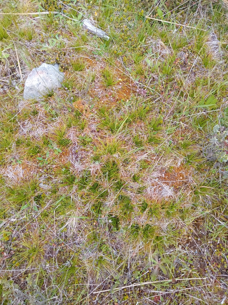 heath rush from Lewis Pass, New Zealand on December 27, 2023 at 06:49 ...