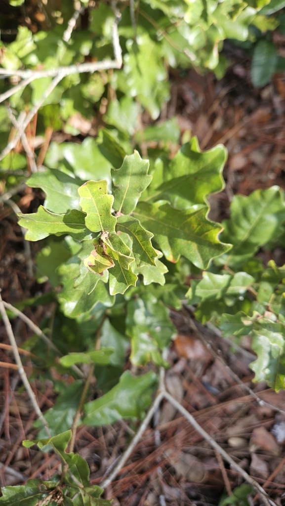Chapman's Oak from Rockledge, FL, USA on December 27, 2023 at 02:05 PM ...