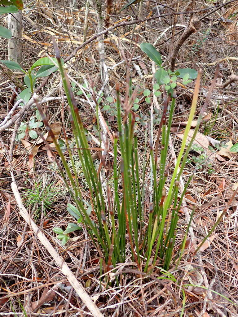 Actinostachys from Yaté, Nouvelle-Calédonie on 20 May, 2023 at 10:41 AM ...