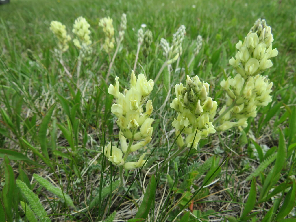 field locoweed from Maple Creek No. 111, SK S0N, Canada on June 11 ...